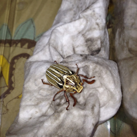 Ten-lined June beetle | Project Noah