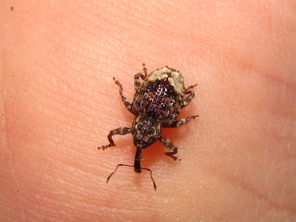 Butternut Curculio | Project Noah