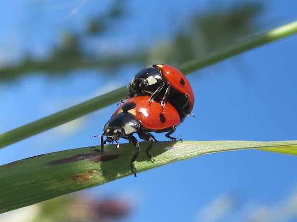 Seven-Spotted Ladybugs Mating | Project Noah