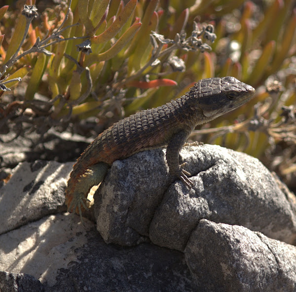 Cape Crag Lizard | Project Noah
