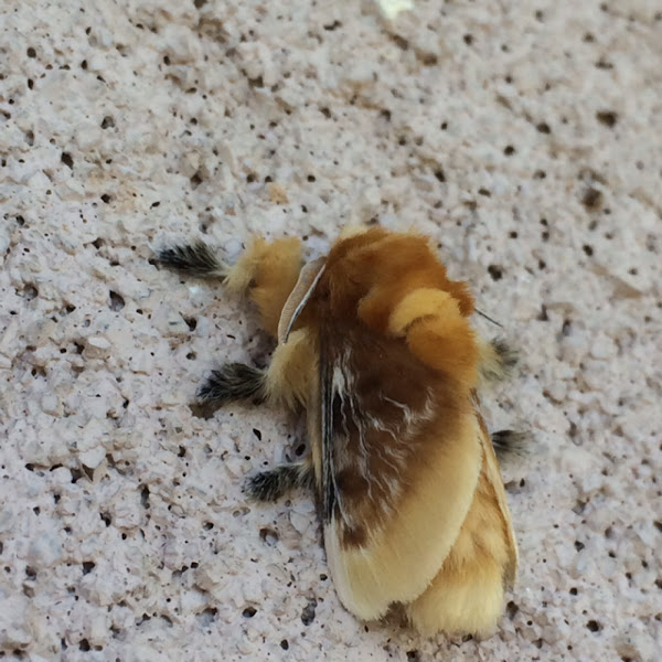 Southern flannel moth | Project Noah