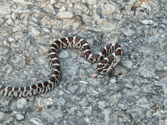Eastern Milk Snake | Project Noah