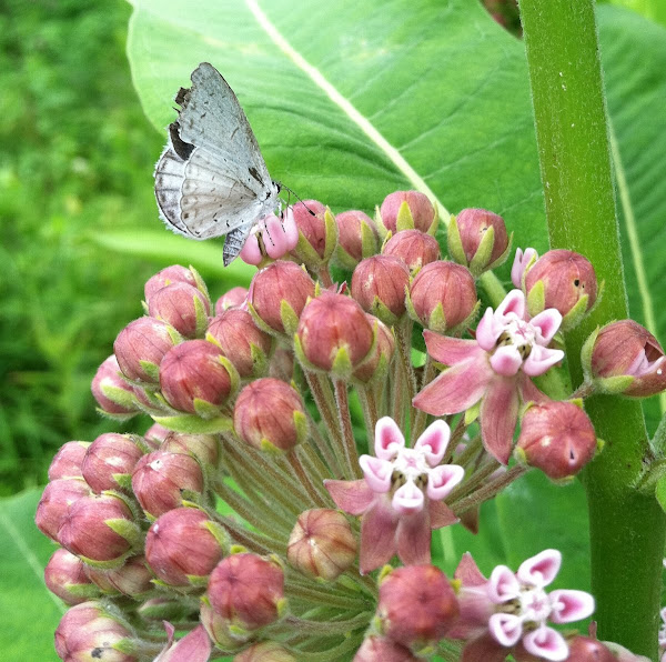 Spring Azure Butterfly | Project Noah