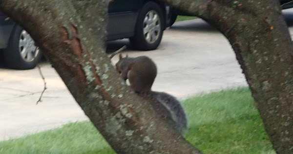 Eastern Gray Squirrel | Project Noah