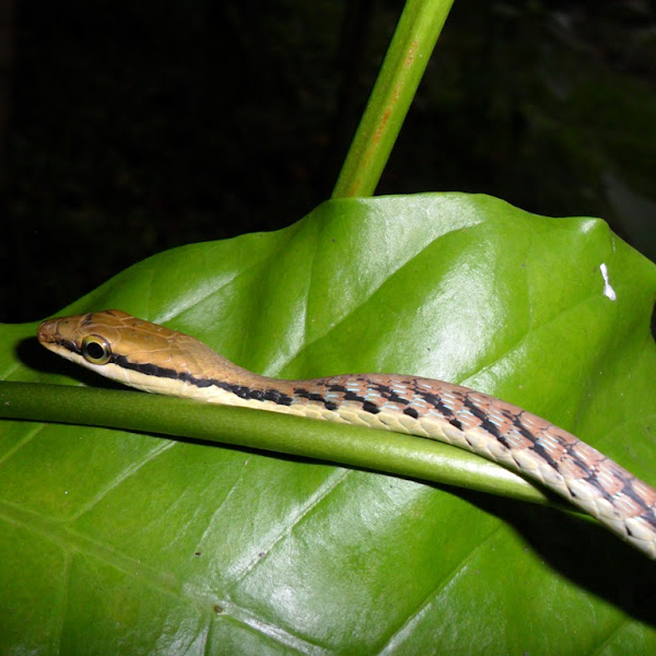 Striped bronzeback | Project Noah