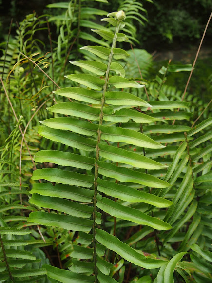Giant sword fern | Project Noah