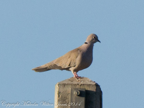 Collared Dove; Tórtola Turca | Project Noah