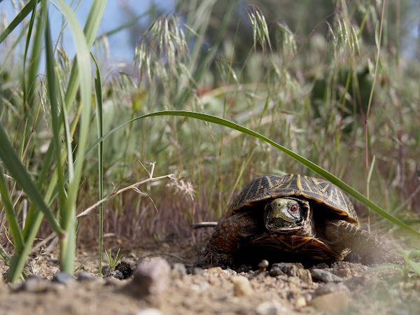 Western Box Turtle | Project Noah