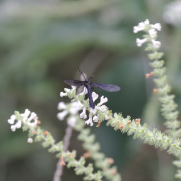 Western Grapeleaf Skeletonizer | Project Noah
