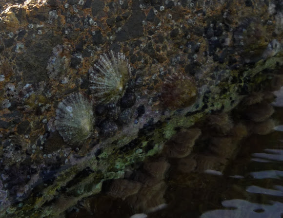 Lapa común | Project Noah