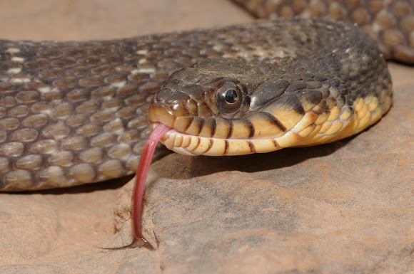 Blotched watersnake | Project Noah