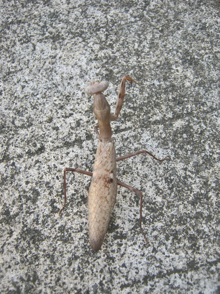 Giant Asian Mantis | Project Noah