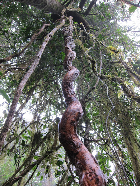 Rainforest Lianas | Project Noah