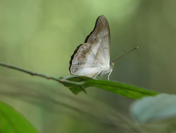 Purple Duke | Project Noah