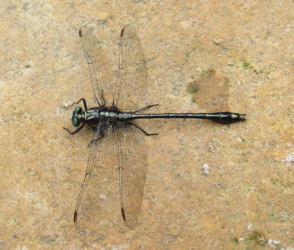 Clubtail Dragonfly | Project Noah