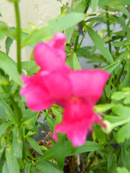 Red snapdragon | Project Noah