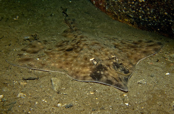 Longnose Skate | Project Noah