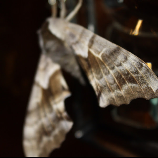 One-eyed Sphinx Moth | Project Noah
