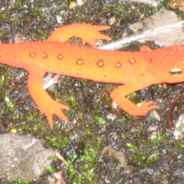 Red-spotted Newt | Project Noah