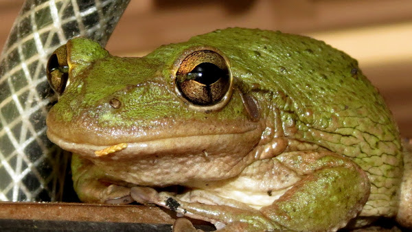 Cuban Tree Frog | Project Noah