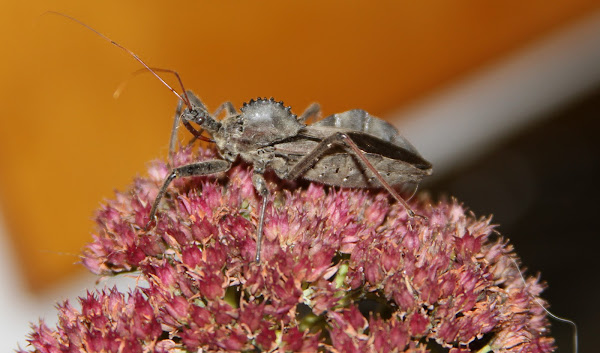 Wheel Bug | Project Noah