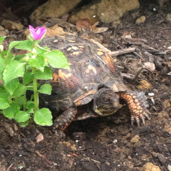 Eastern Box Turtle | Project Noah