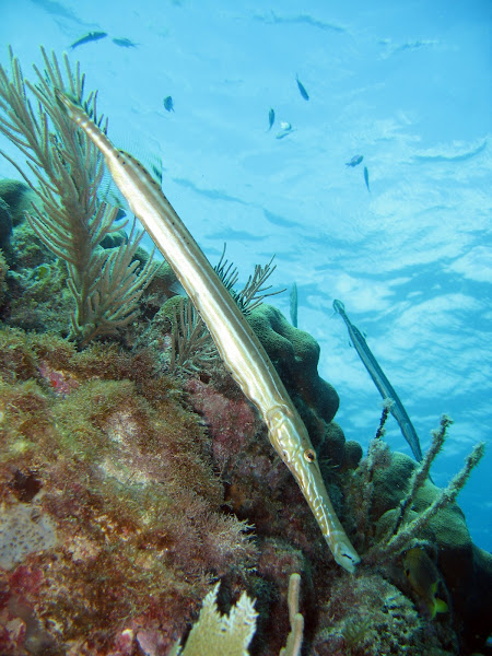 Trumpetfish | Project Noah