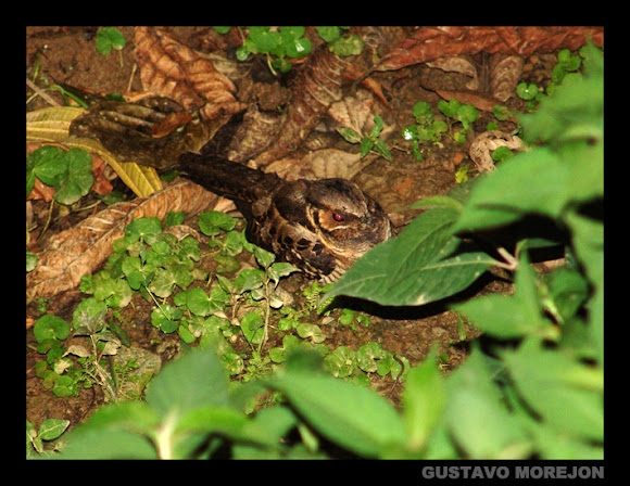 Common Pauraque / Chotacabras | Project Noah