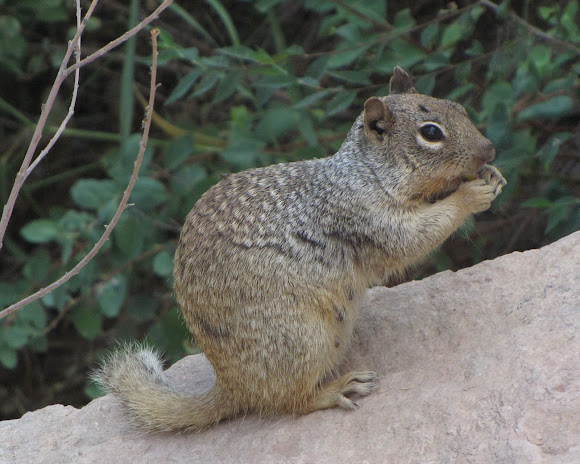 Rock Squirrel | Project Noah