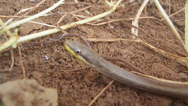 Puerto Rican Garden Snake | Project Noah