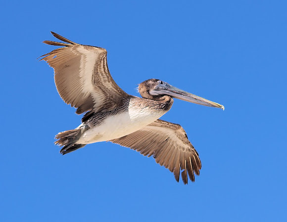 Brown Pelican | Project Noah