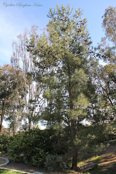 Turkish Pine | Project Noah