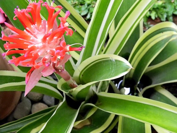 variegated bromeliad | Project Noah