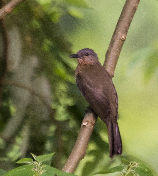 Philippine bulbul | Project Noah