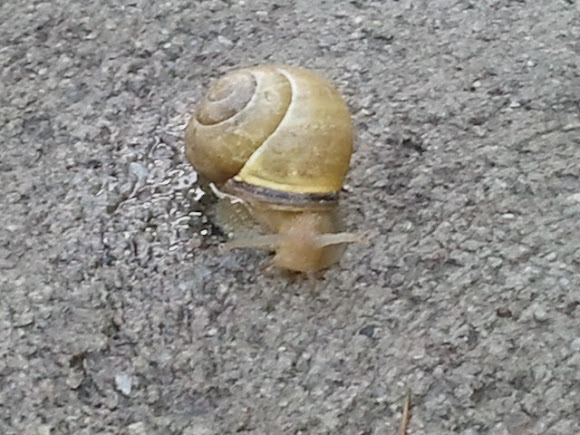 Snail | Project Noah