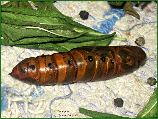 Oleander Hawk Moth (Pupa) | Project Noah