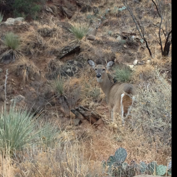 White-tail deer | Project Noah