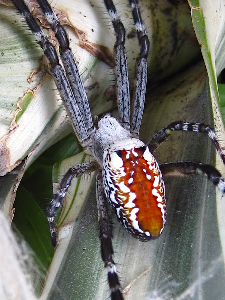 Tent Spider (top view, no web) | Project Noah