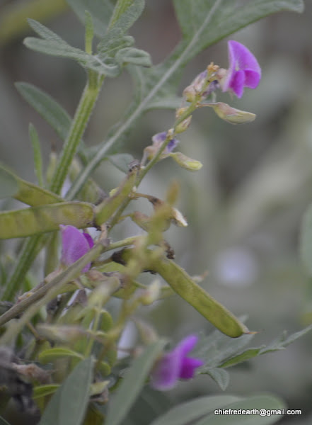 Tephrosia sp | Project Noah