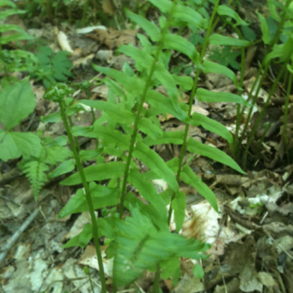 Narrow-leaved spleenwort/glade fern | Project Noah