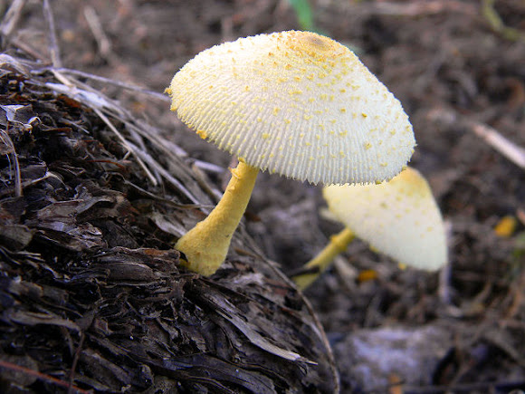 yellow pleated parasol | Project Noah