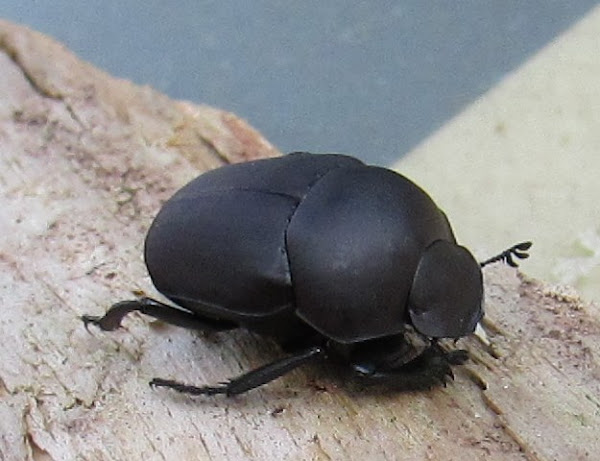 Common Tumblebug | Project Noah