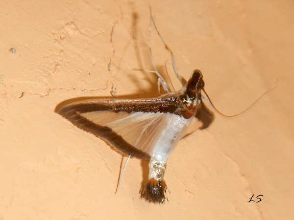 Melonworm Moth | Project Noah