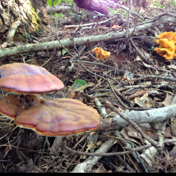 Ganoderma spp | Project Noah