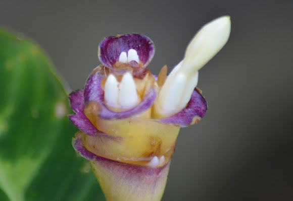 Flor de marantaceae | Project Noah