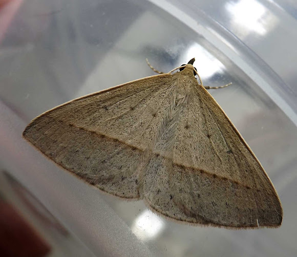 Triangle Moth | Project Noah