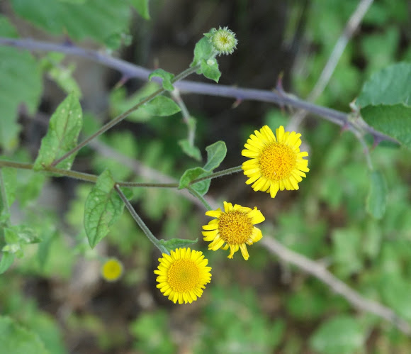 Common Fleabane | Project Noah