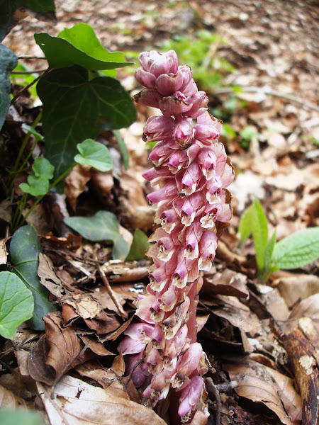 Common Toothwort / Potajnica | Project Noah