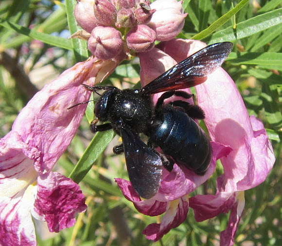 Arizona Carpenter Bees | Project Noah