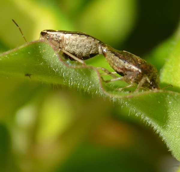 African Cluster Bug | Project Noah